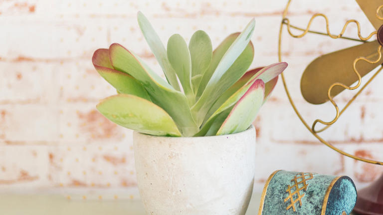 15 succulents that grow beautifully indoors throughout winter