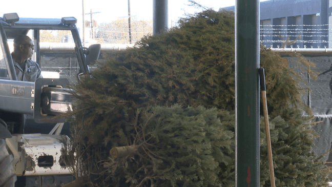 Christmas tree disposal tips for a safe holiday cleanup