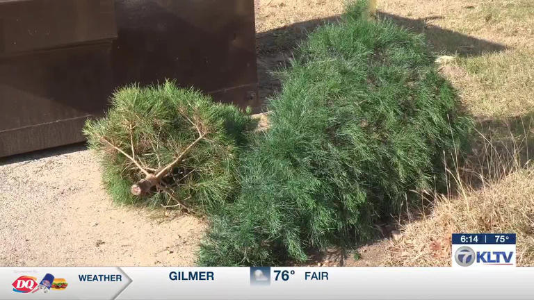 Impacts and benefits of recycling real Christmas trees