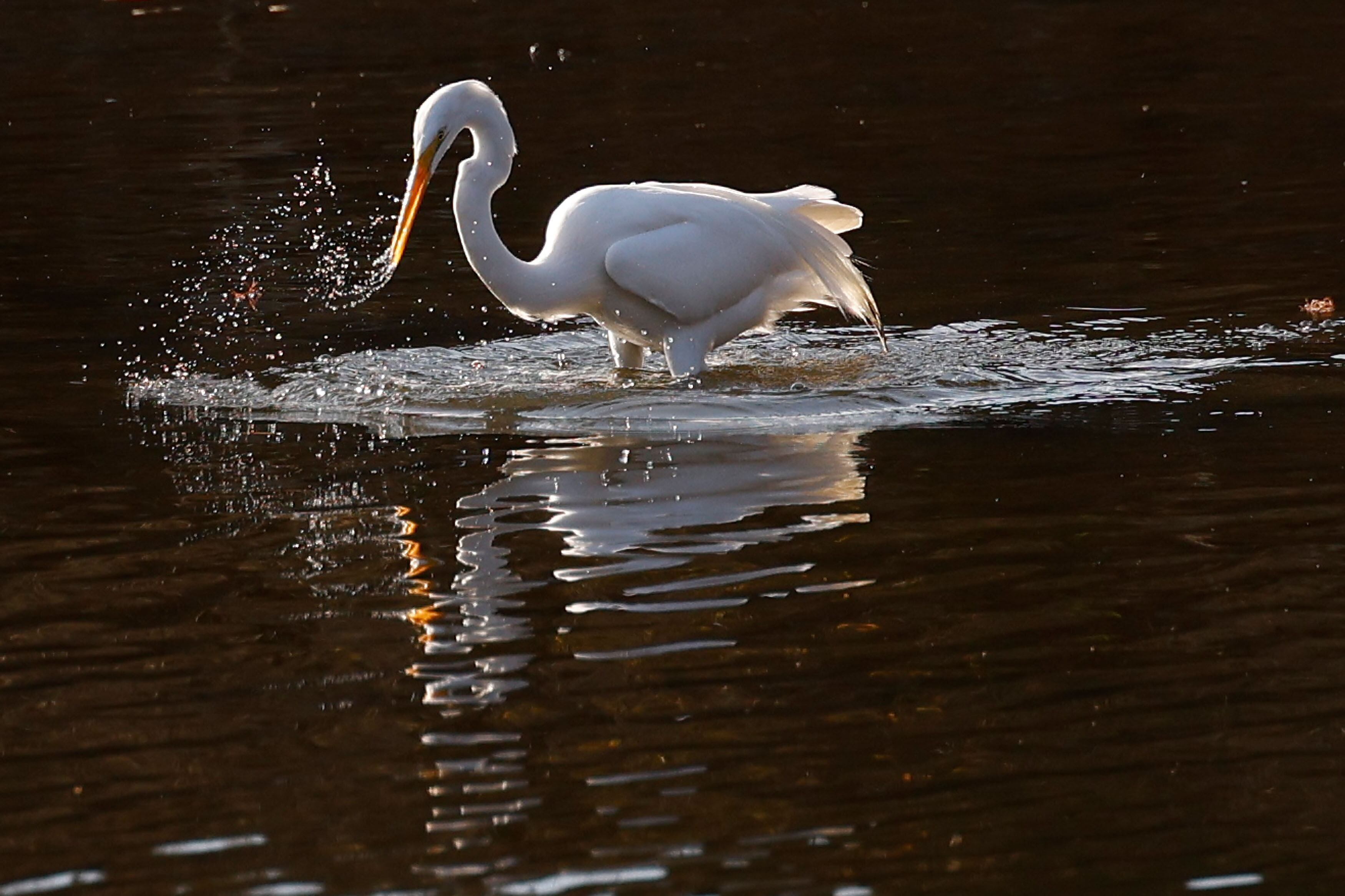 Record heat still expected in Dallas-Fort Worth following toasty Christmas