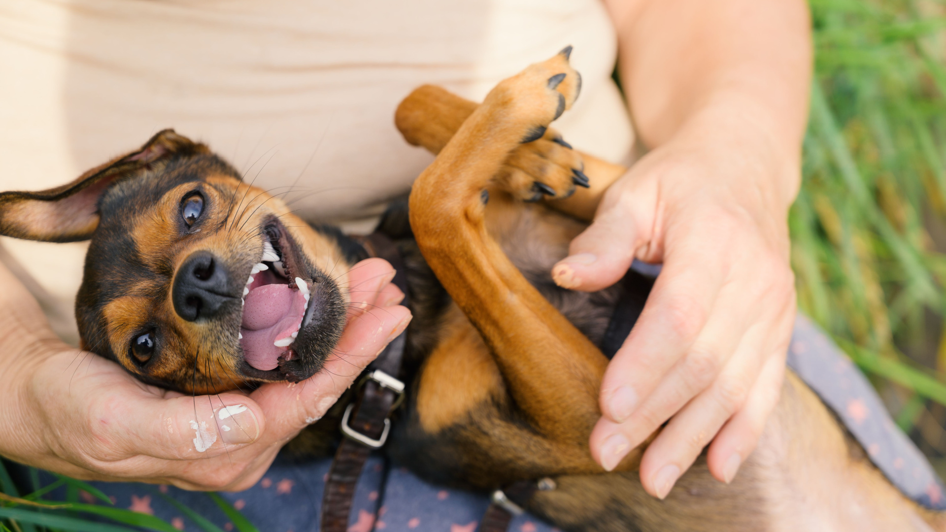 7 games that will help your dog develop a special bond with you