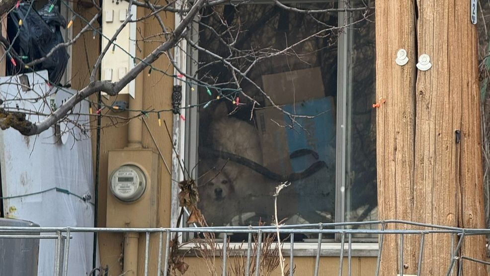 Twelve dogs rescued from deplorable conditions in Richland, Oregon