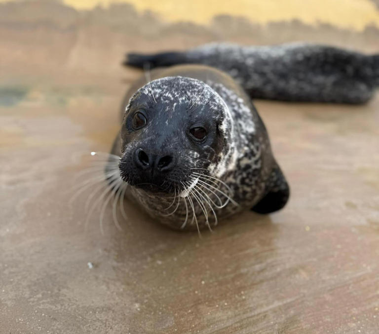 Meet Cornwall's nicest and naughtiest seals of 2025