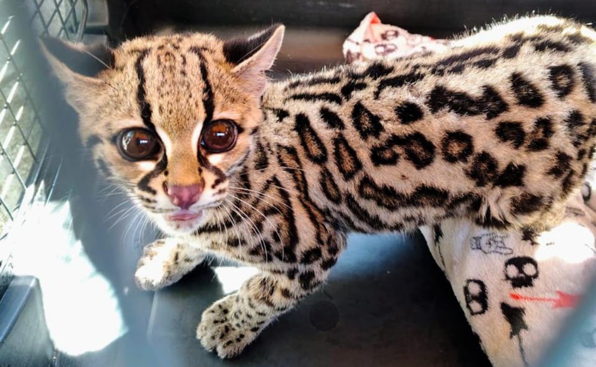 Rescatan a tigrillo deshidratado en una casa en la Álvaro Obregón; es ...