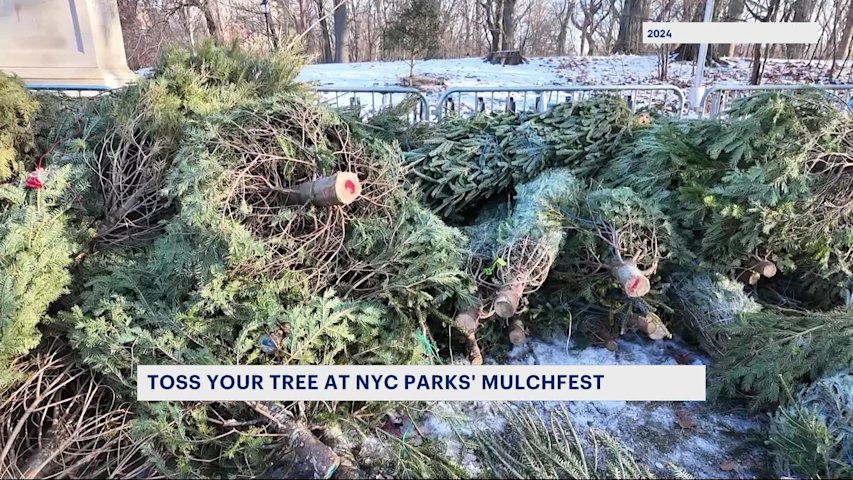 Mulchfest begins in the Bronx as residents get rid of their Christmas trees