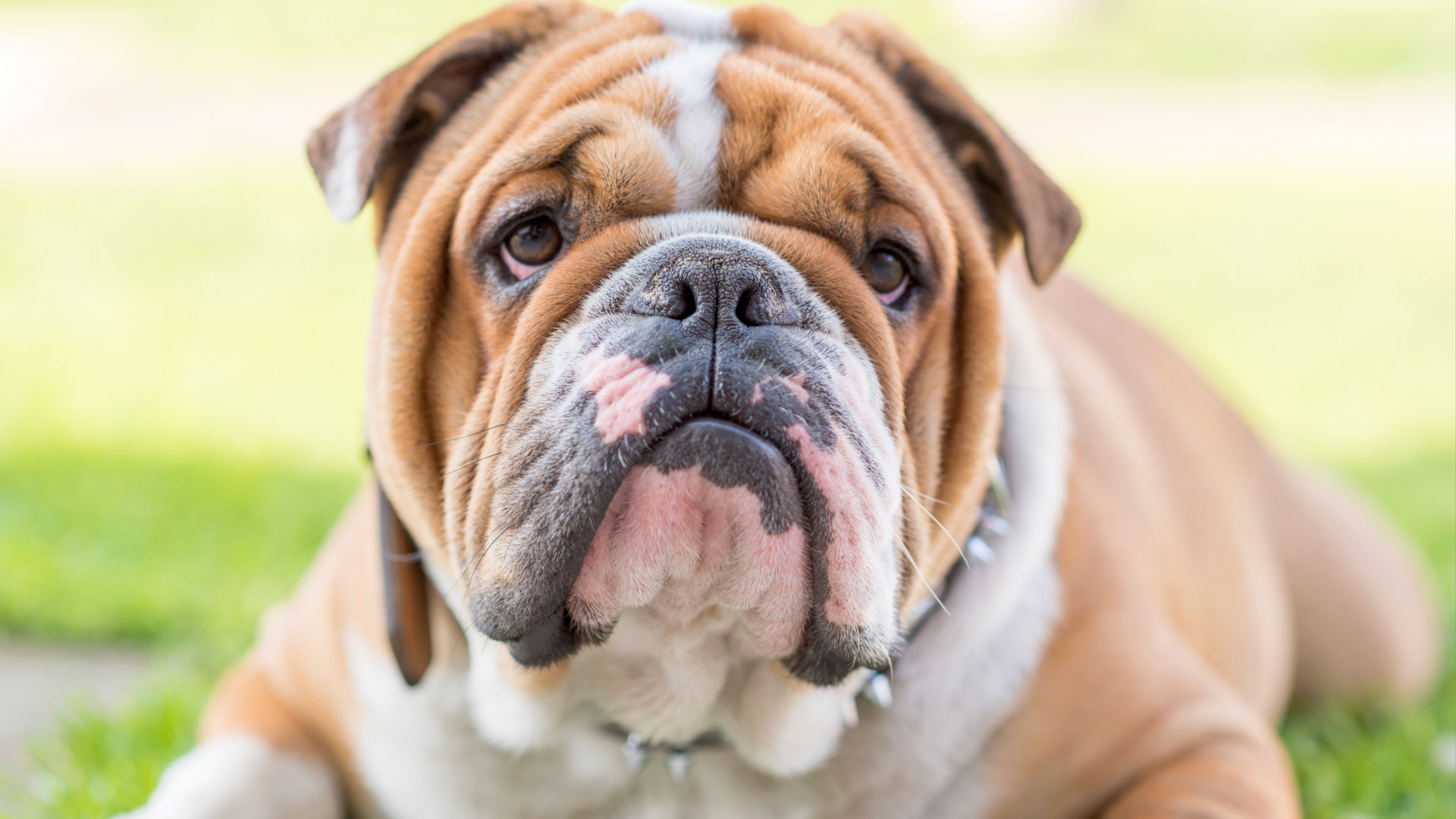 10 fun facts you probably didn’t know about English bulldogs