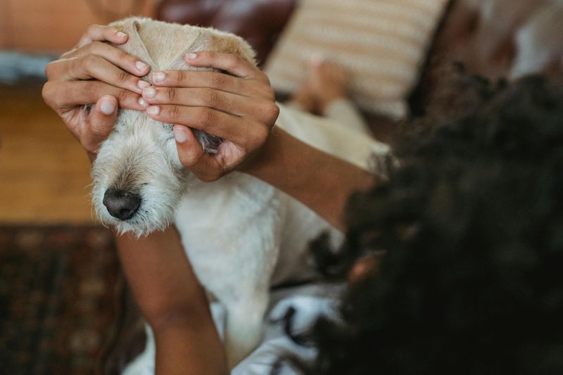 7 games that will help your dog develop a special bond with you