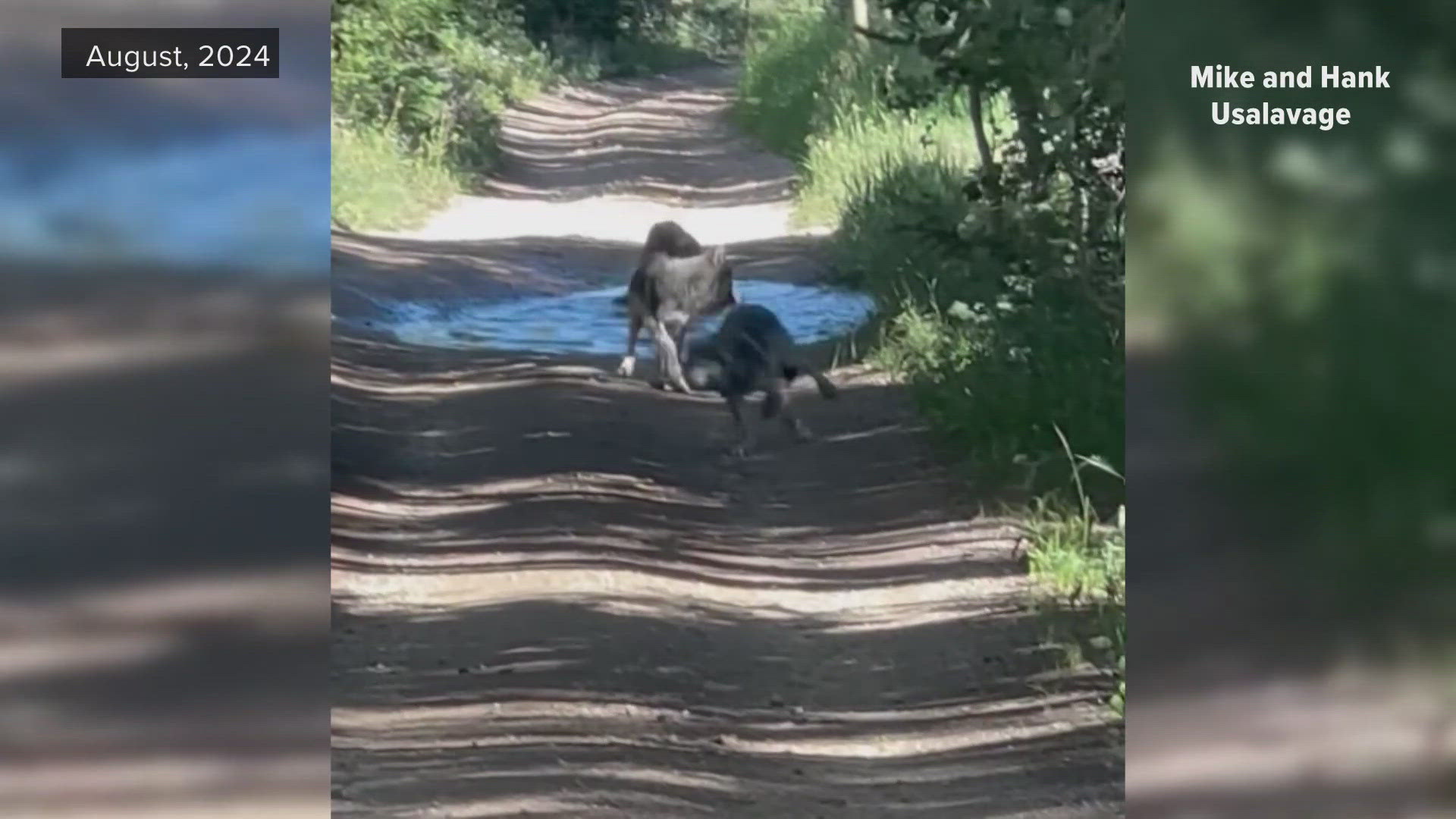 Grand County accuses state government of violating Colorado wolf ...