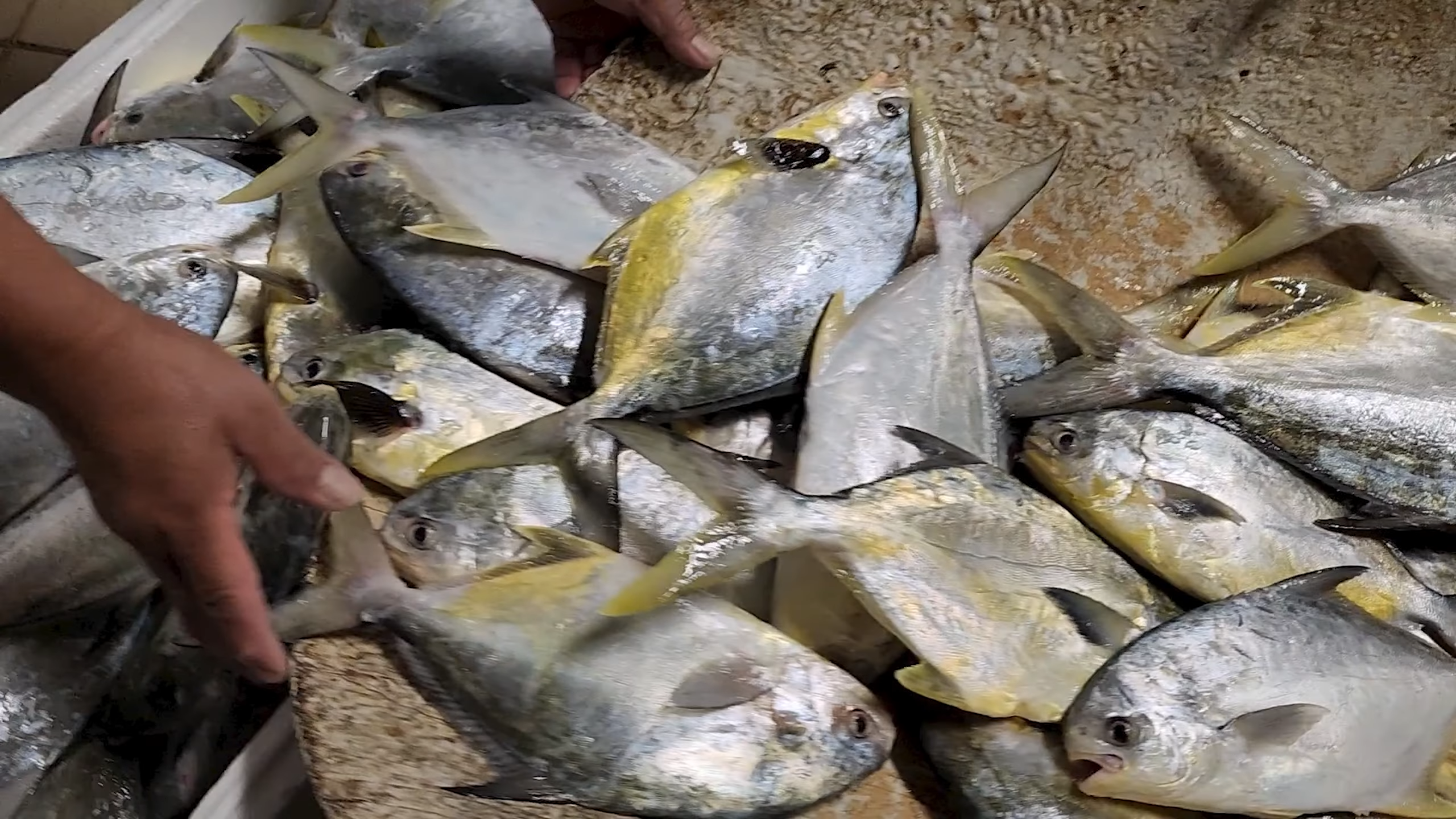 Man catches 115 pounds of pompano by himself