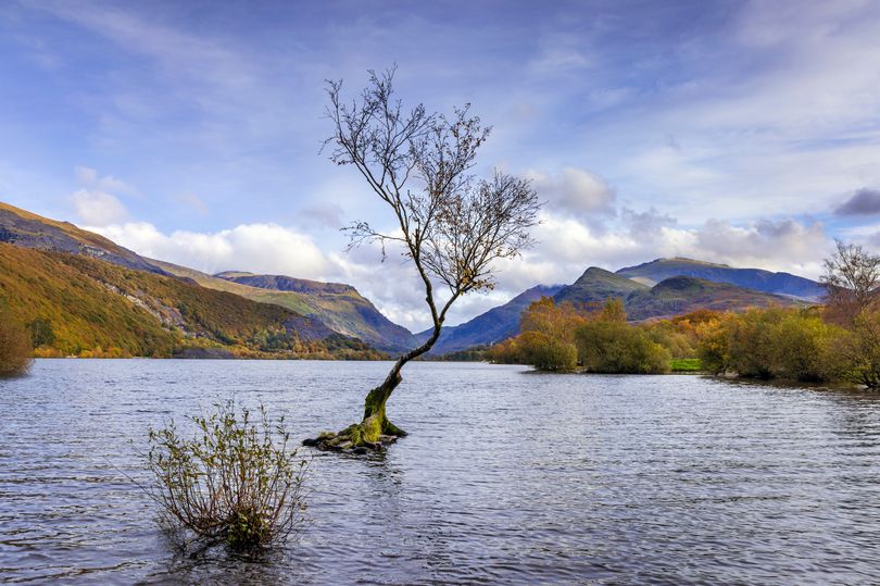 The lonely tree is the most famous in Wales but its fate is inevitable