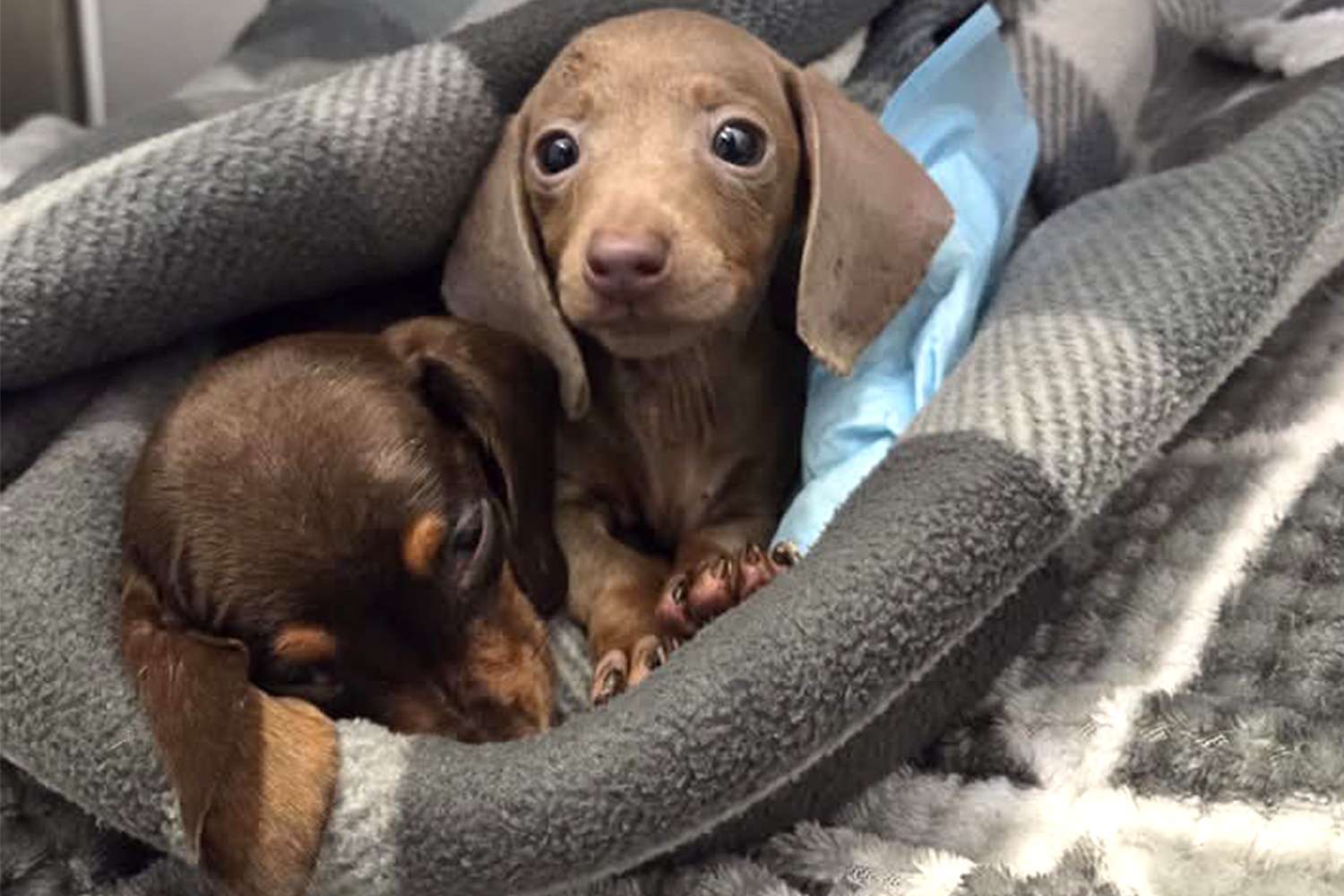 Good Samaritan saves 2 puppies abandoned with a dead dog in a rain ...