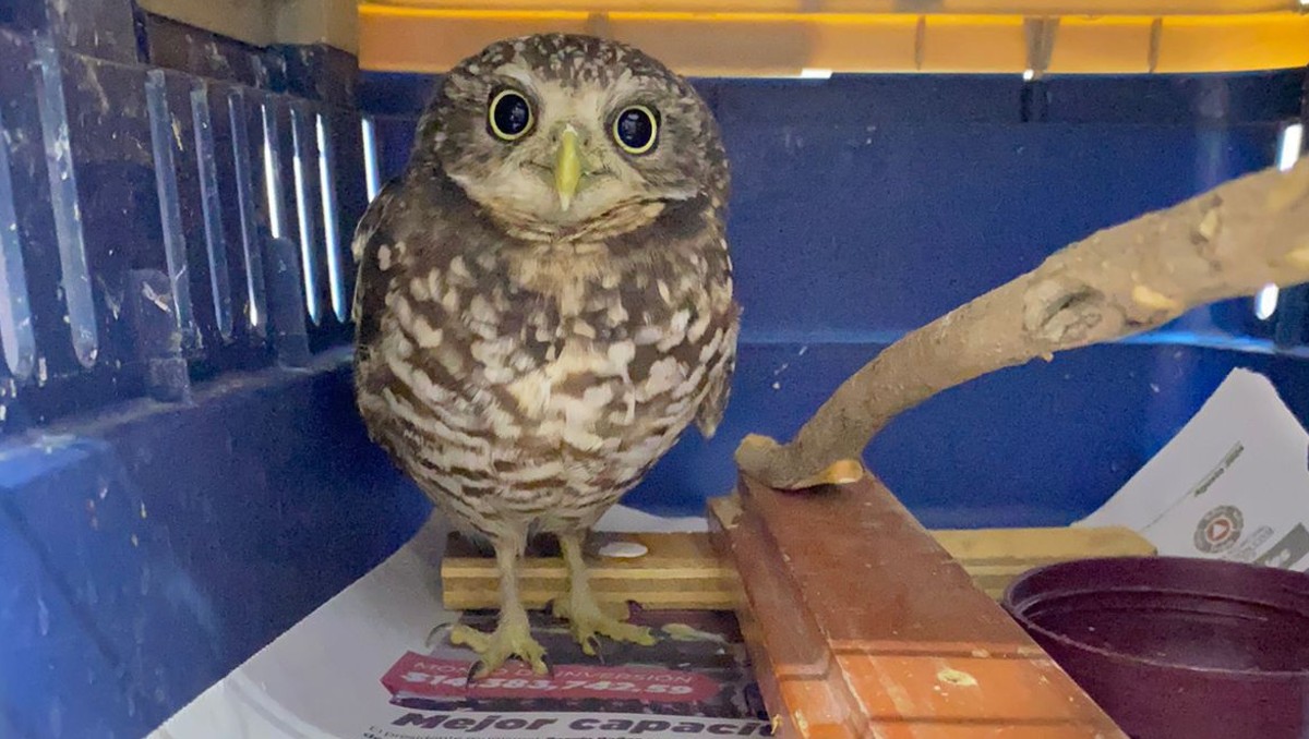 Abren inscripciones para curso de rehabilitación de fauna silvestre en ...