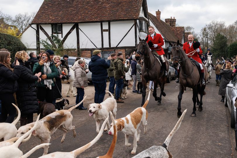 Final Boxing Day fox hunt in photos as Nigel Farage seen watching sick ...