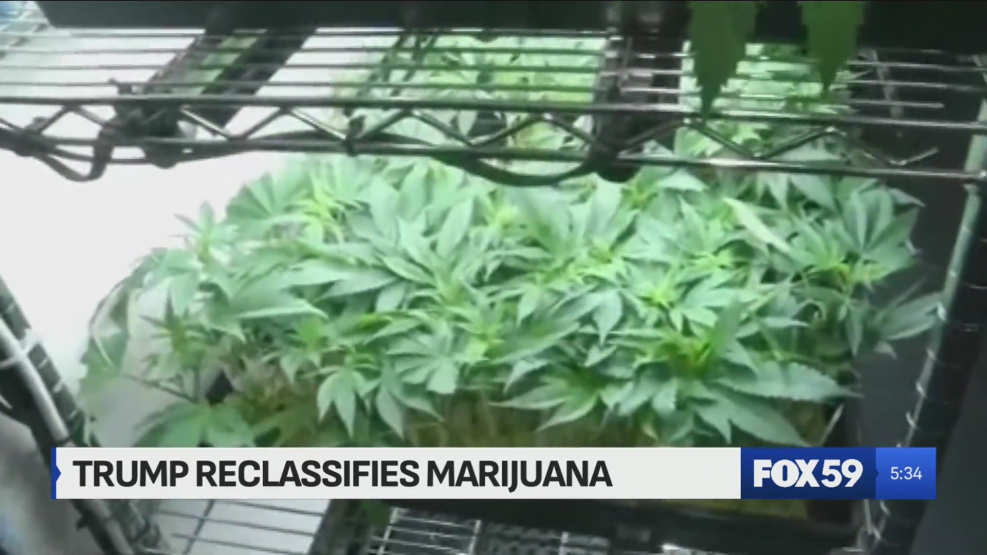 President Trump signs executive order reclassifying marijuana