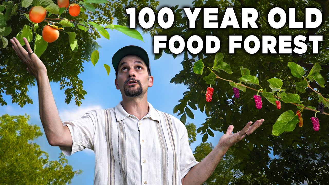 I visited America's forgotten food forest!