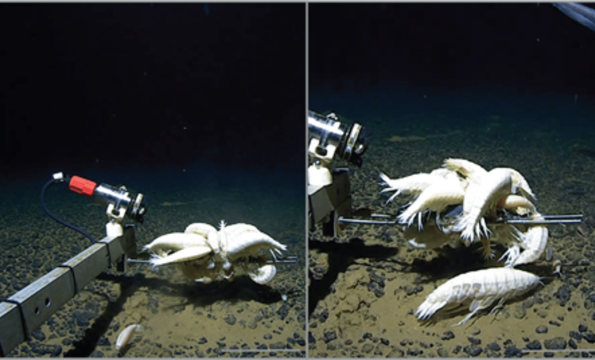 Giant creatures found lurking across Earth’s deep ocean floors