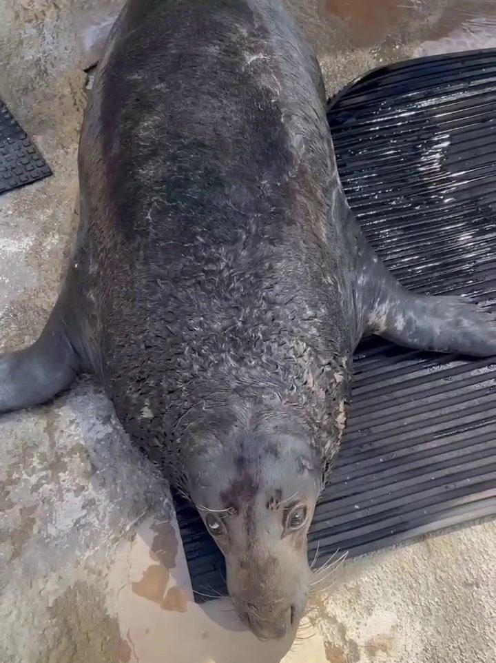 Meet Cornwall's nicest and naughtiest seals of 2025