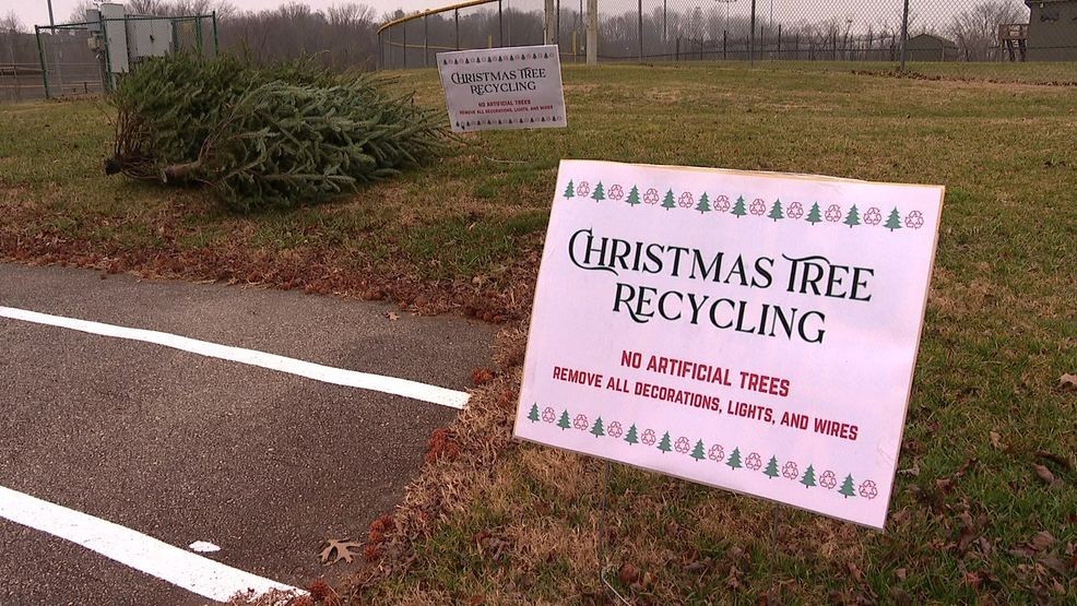 Experts say recycling Christmas trees gives them a second life