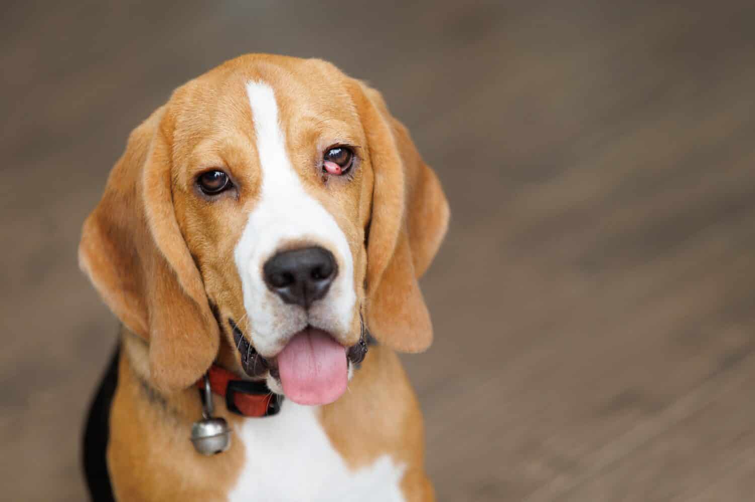 What is “cherry eye” in dogs?