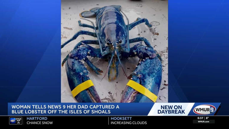 Man captures 1-in-a-million blue lobster off New Hampshire coast