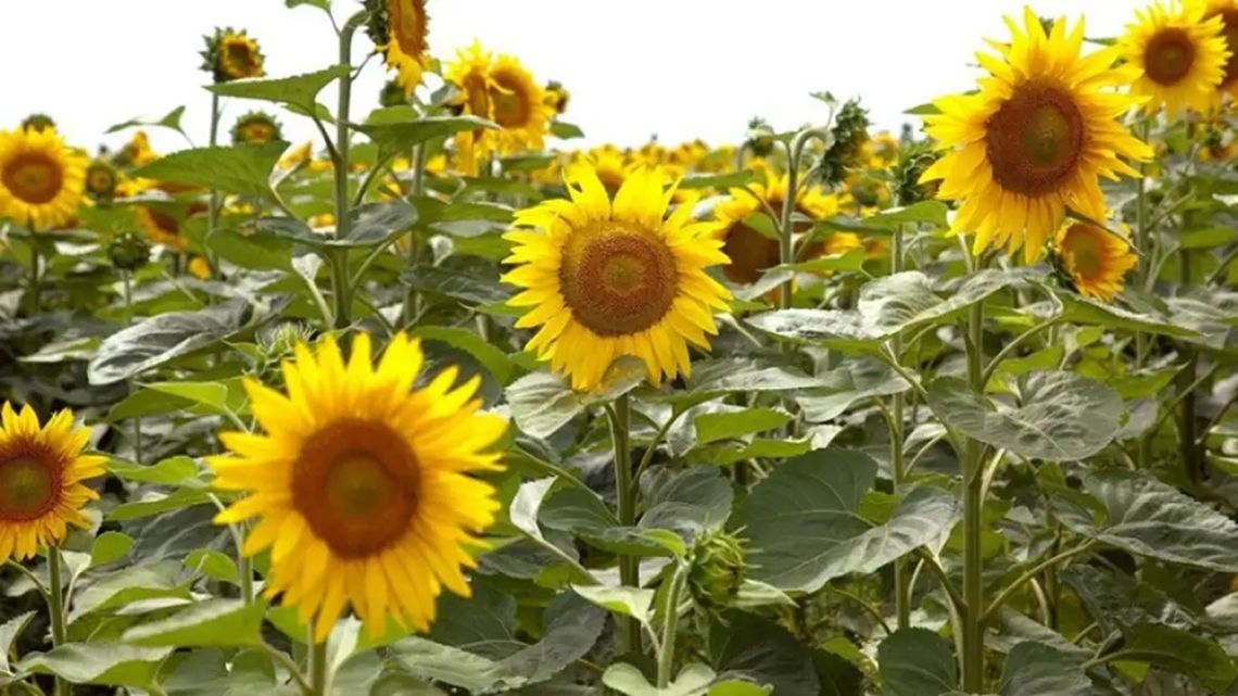 Comienza la cosecha de girasol: “Tenemos rindes muy por encima de la ...
