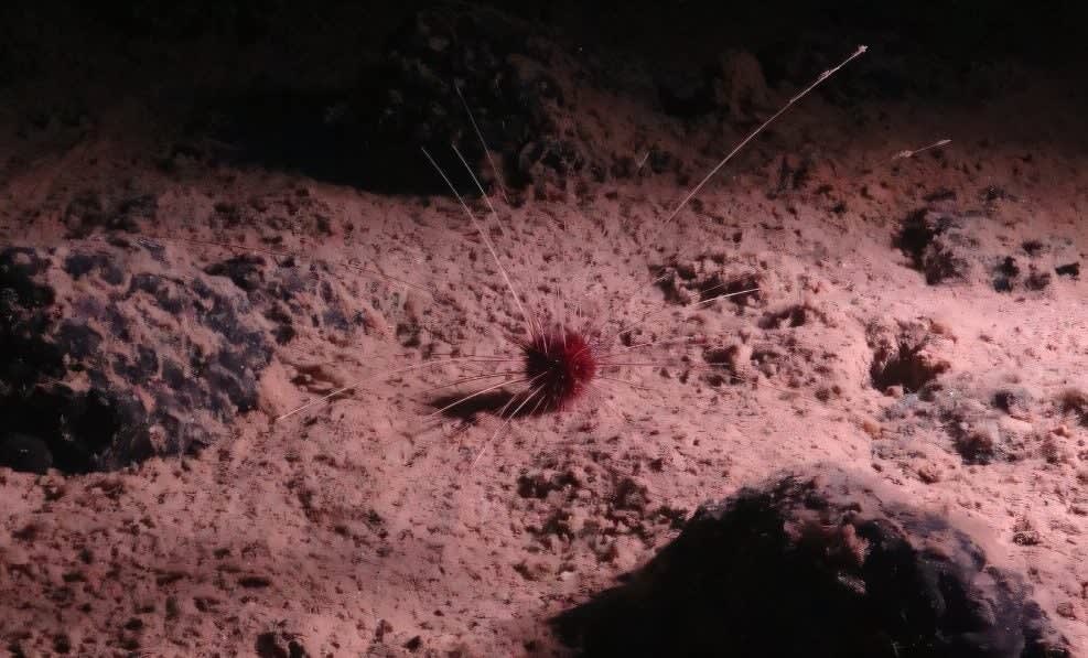 Dark oxygen discovery in the deep ocean sparks debate over life’s origins