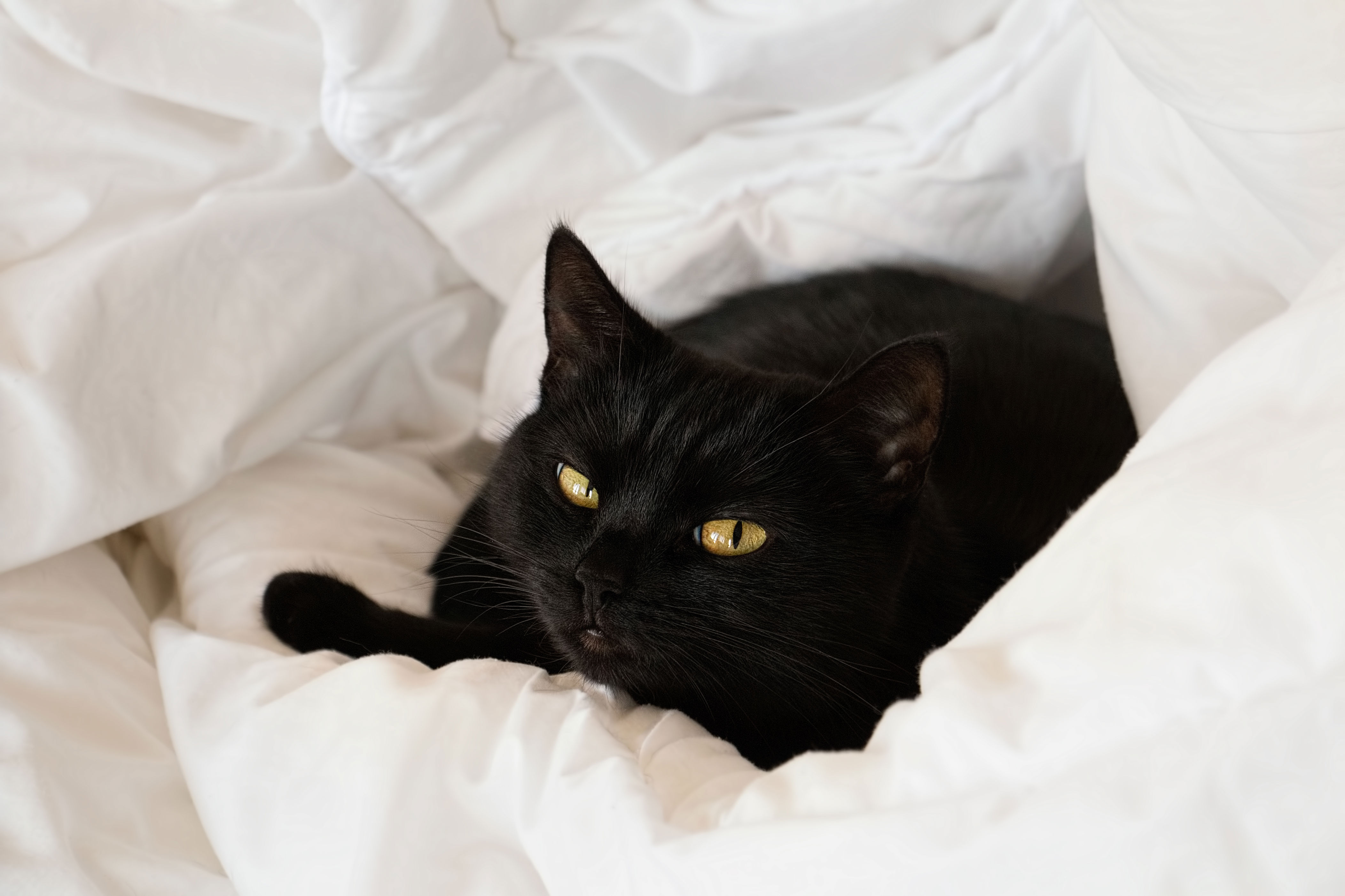 Cat owners bring home kitten they rescued, nobody prepared for his reaction