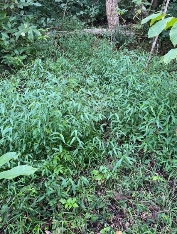 Homeowner battles with aggressive growth taking over property: 'My ...