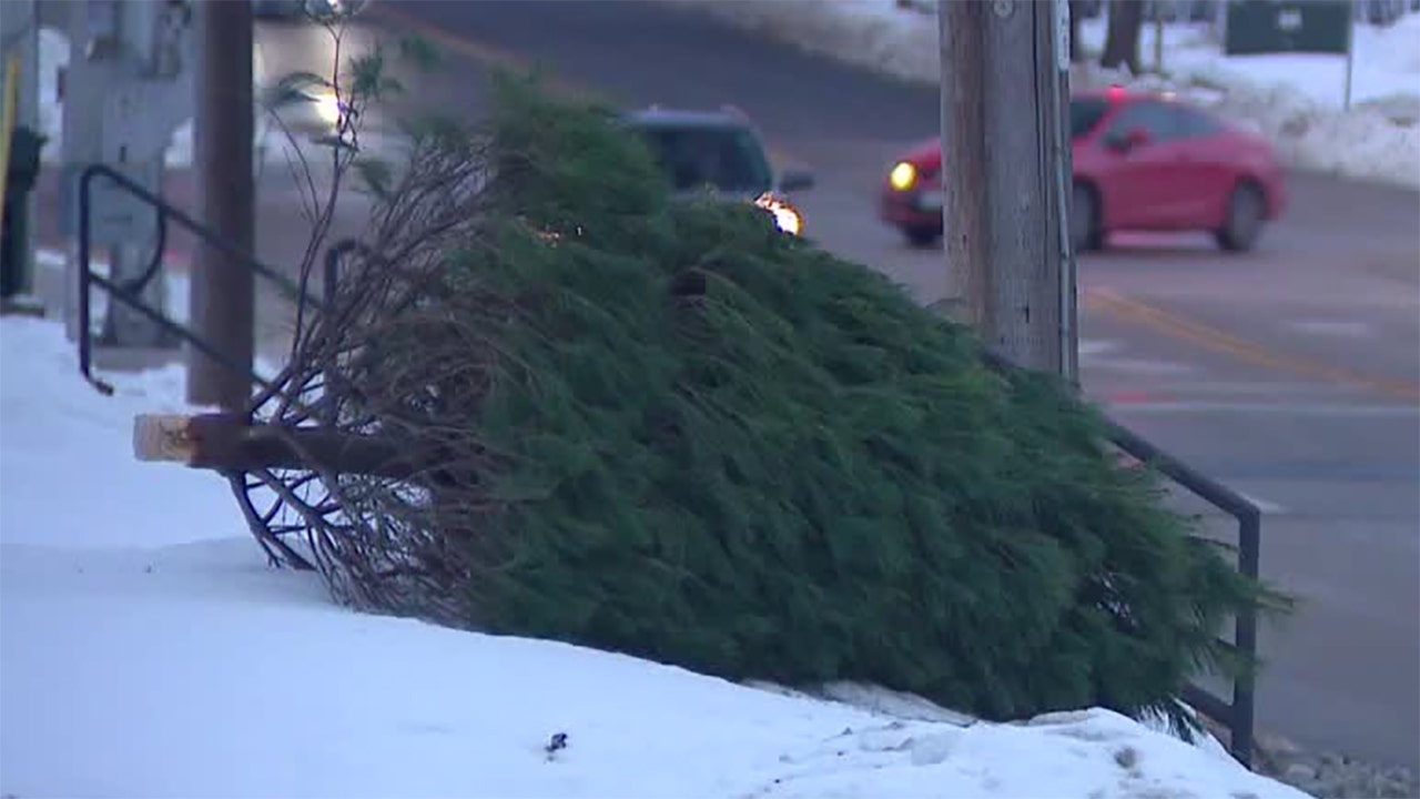 Christmas tree collection in Milwaukee; what you need to know in 2025