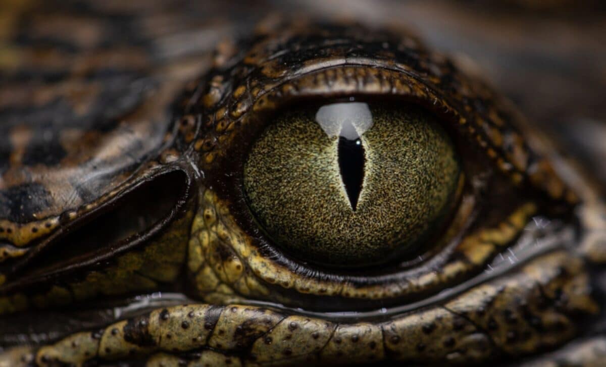 A large black-eyed creature found at a remote Papua New Guinea mine is ...