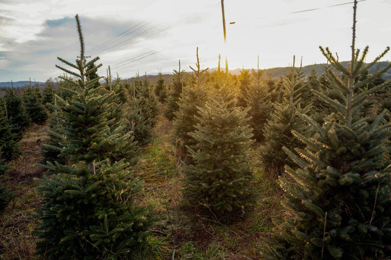 Christmas has come and gone. How to get rid of your real tree