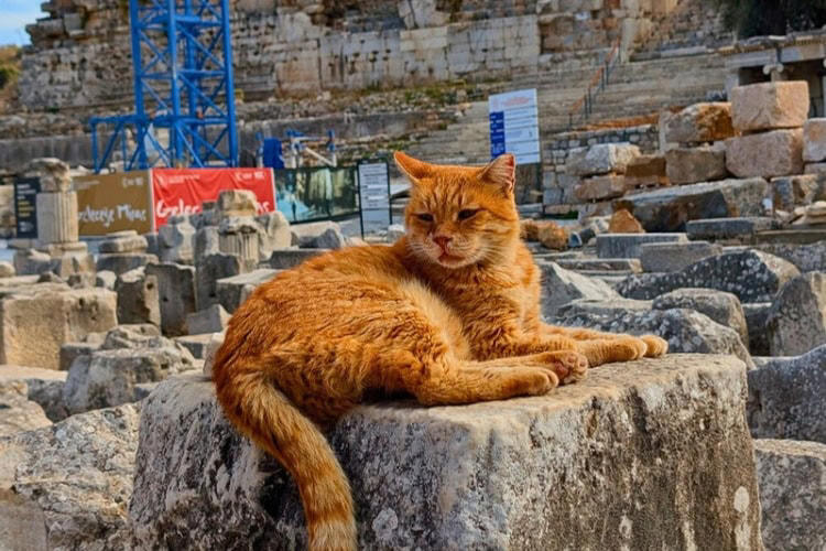 Ephesus, Turkey: Marble streets, the Celsus Library and a legendary cat