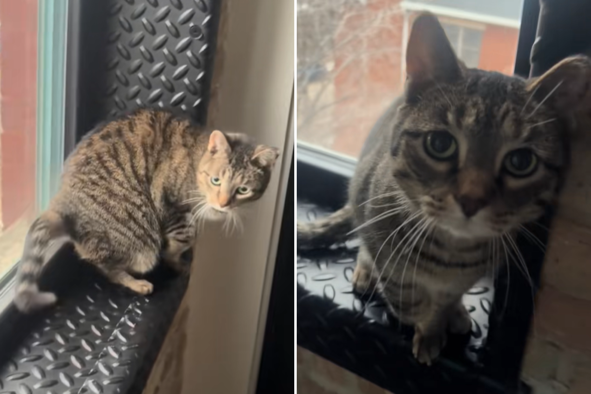 Cat fakes leg injury for attention, hilarious act caught on camera by owner