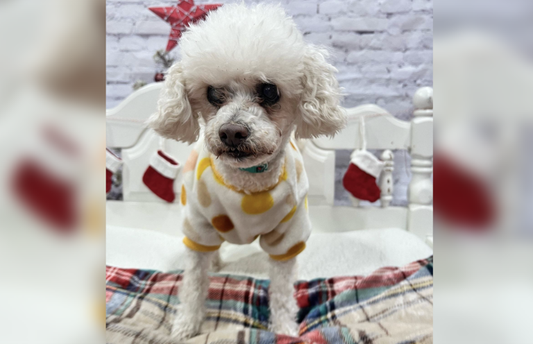 Sweet & gentle 11lb little poodle needs a cozy place to call home