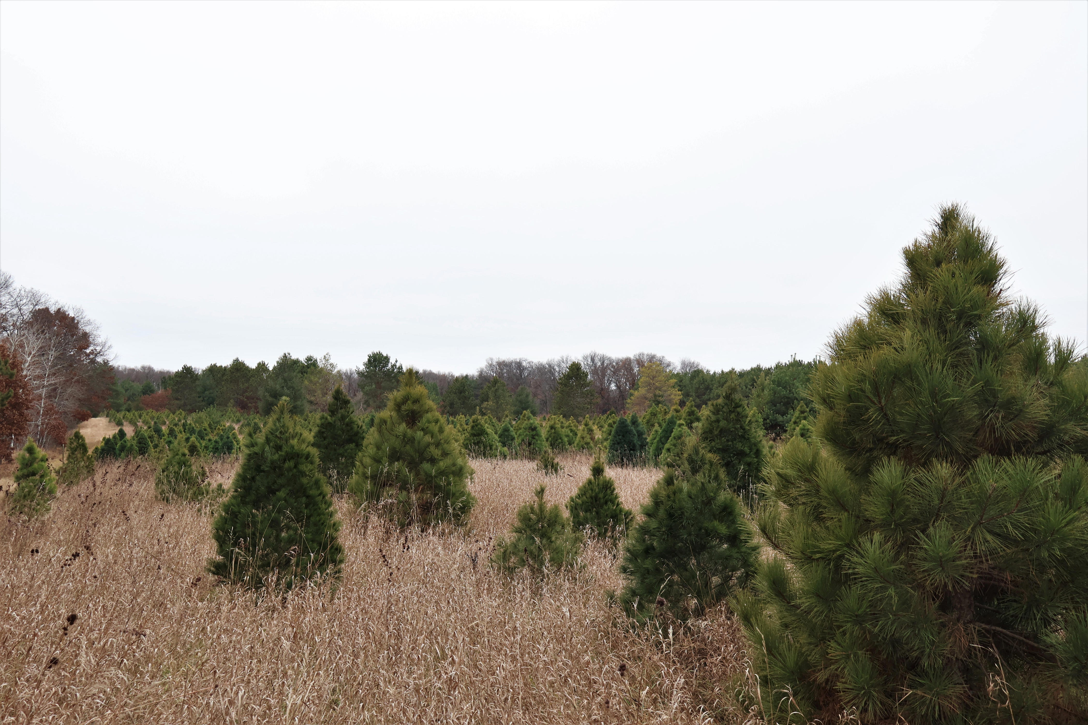 Christmas has come and gone. How to get rid of your real tree