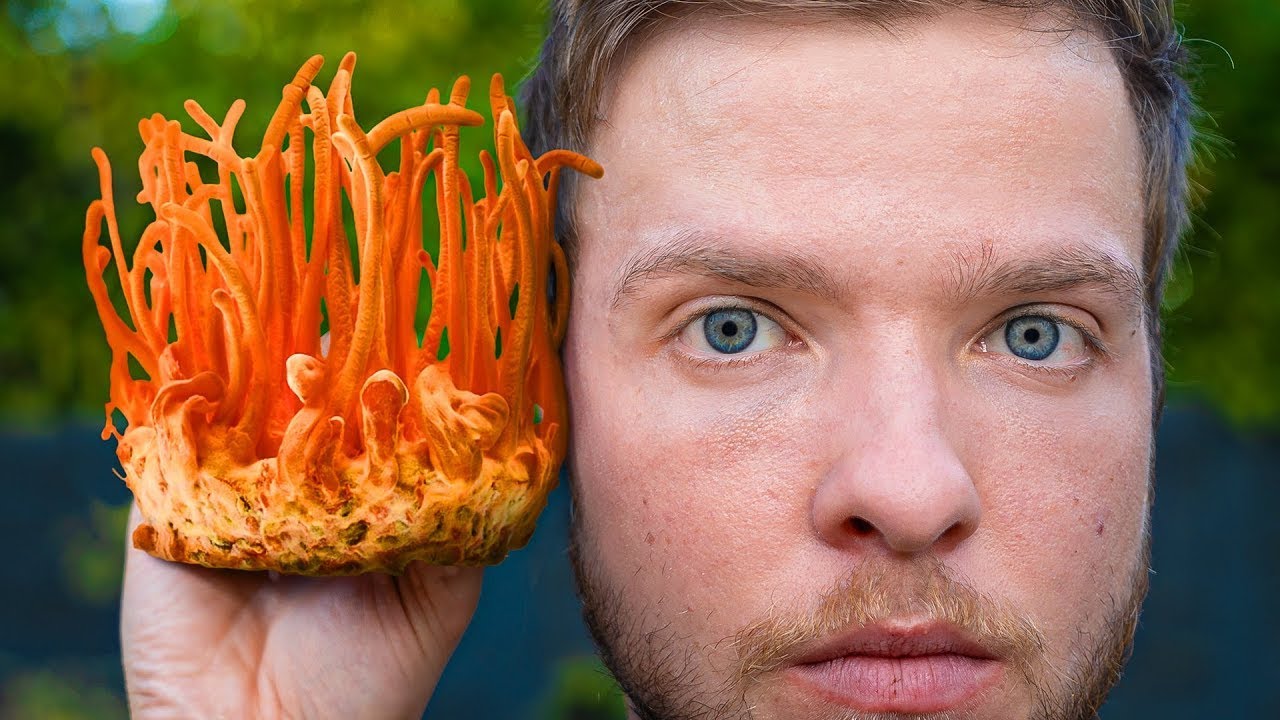 I tried brain-boosting mushrooms so you don’t have to