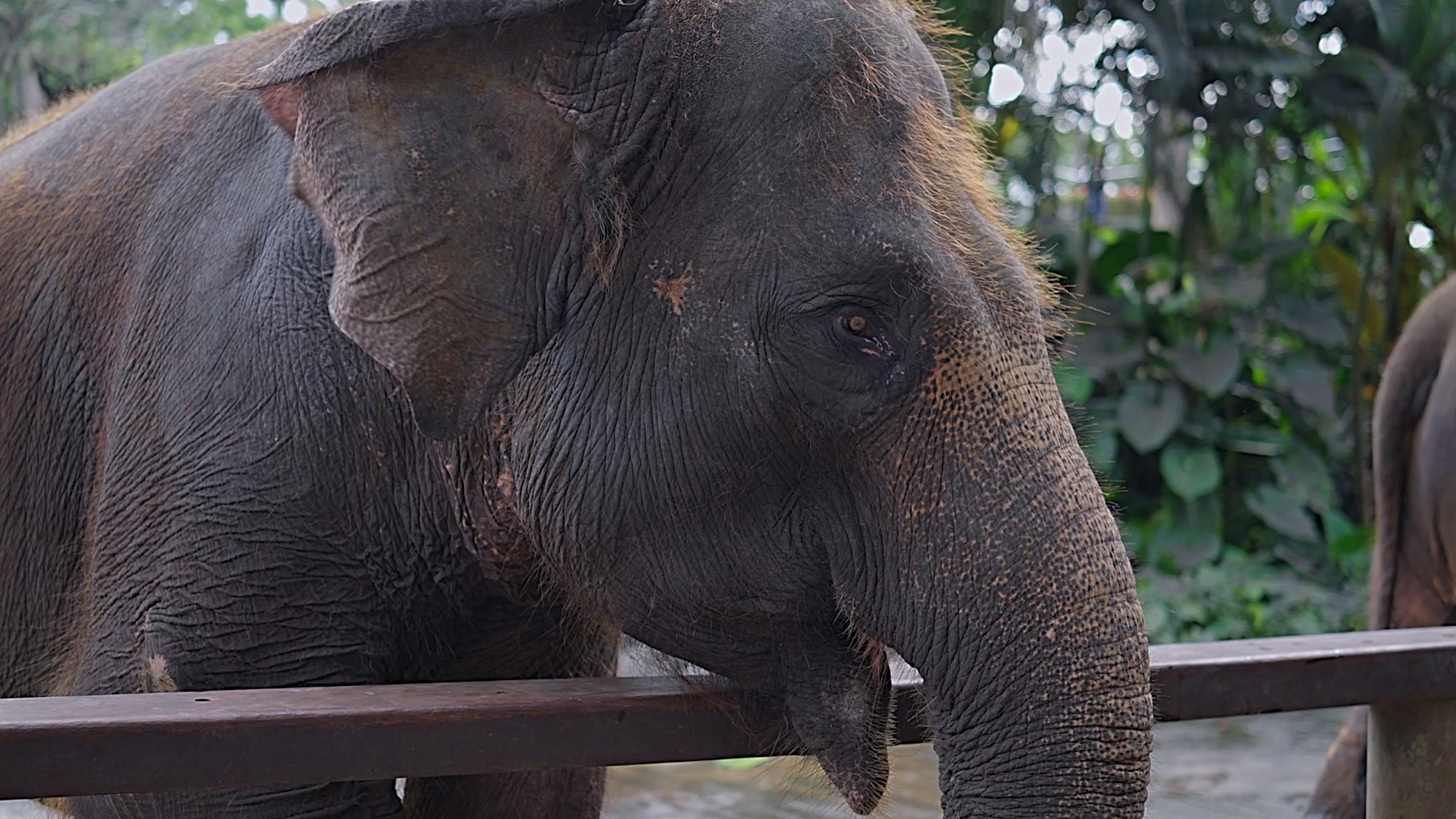 I Caught On Camera a Rare Elephant Moment
