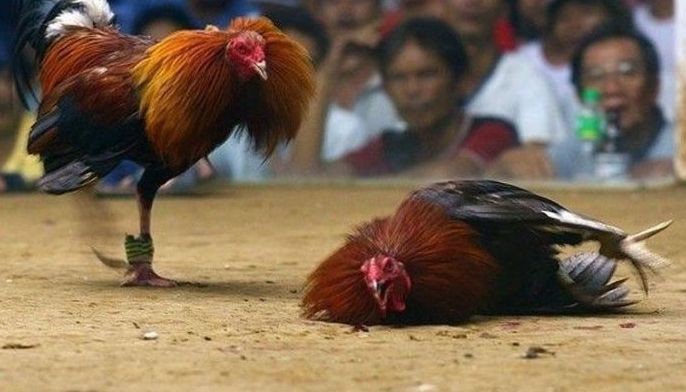 2 cops nabbed in Eastern Samar cockpit arena