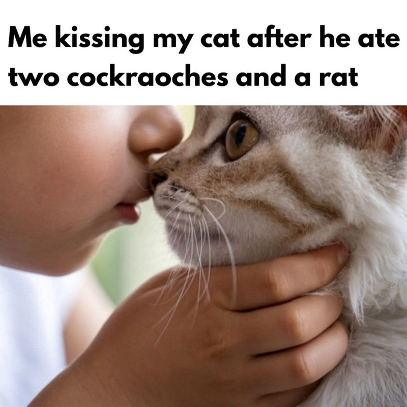 Funniest cat memes for feline fanatics