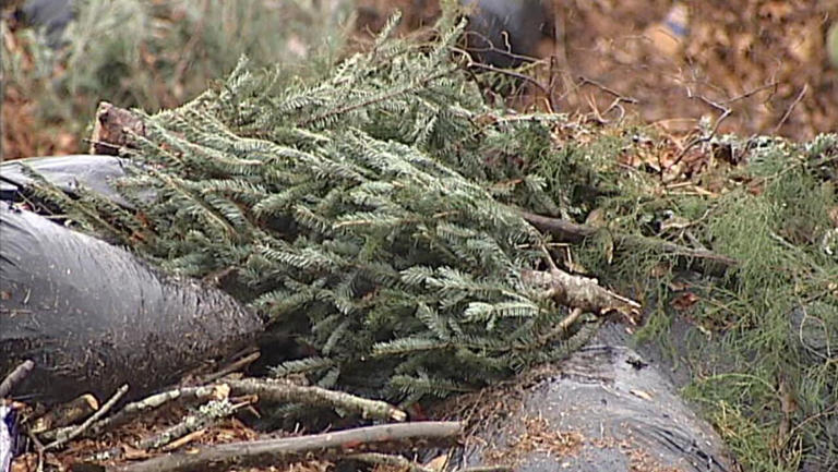 Recycle holiday trees, wreaths and garland: Find a drop-off near you