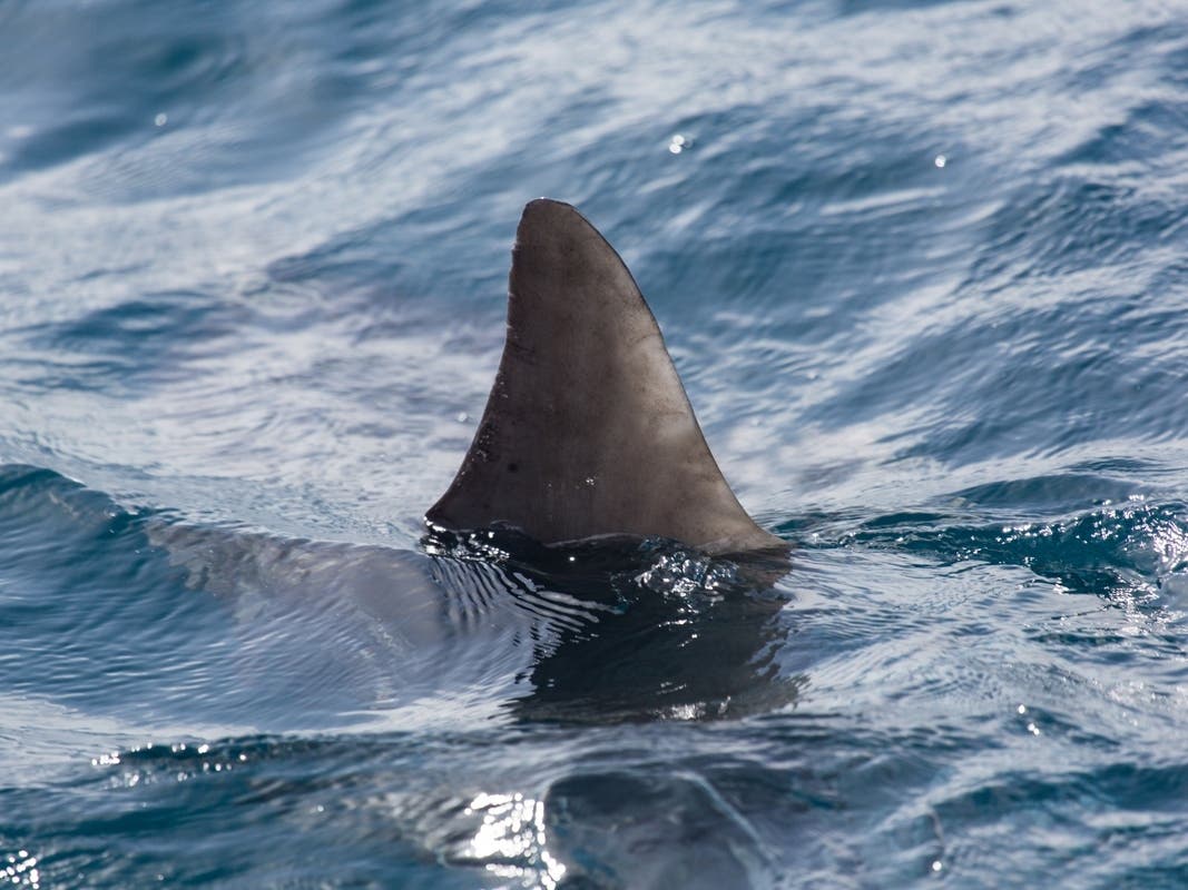Surfer attacked by shark on Marin County coast