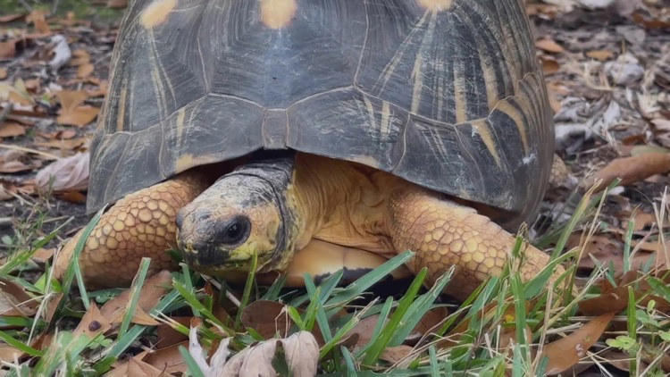 Exploring the Caldwell Zoo: Rupert the radiated tortoise finds safe haven