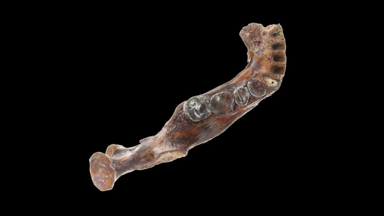 10 things we learned about our human ancestors in 2025