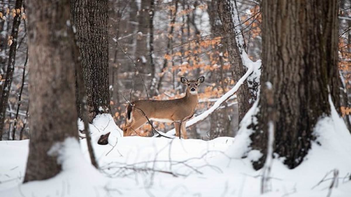Maryland DNR opens late deer firearm season Jan. 9