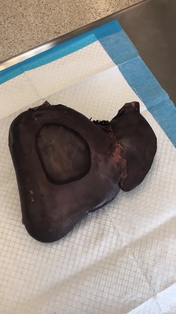 Can you guess the human organ? Test your anatomy skills!