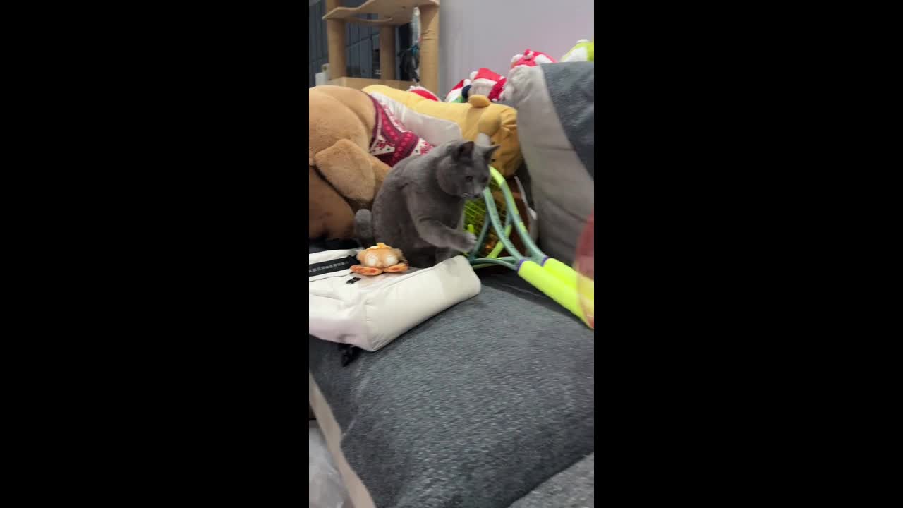 Cat cautiously plays with balloon until it pops in Hubei, China