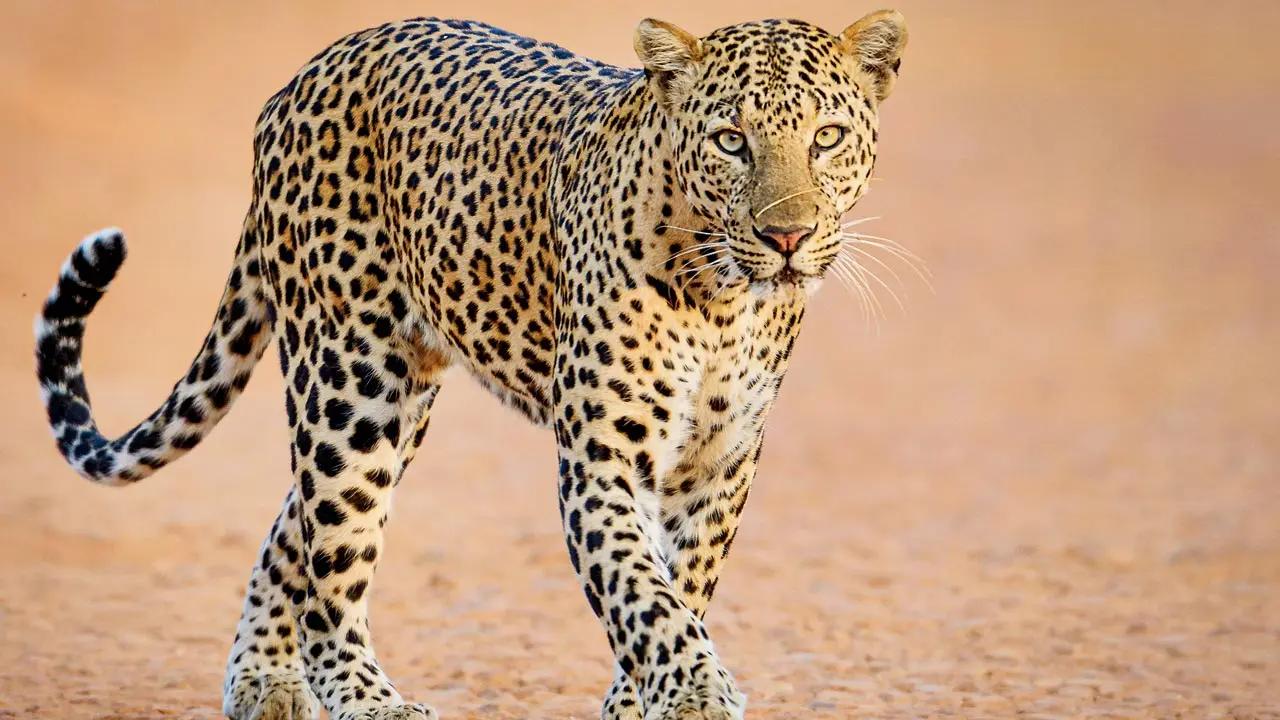 Leopard sighted in densely populated area of Thane