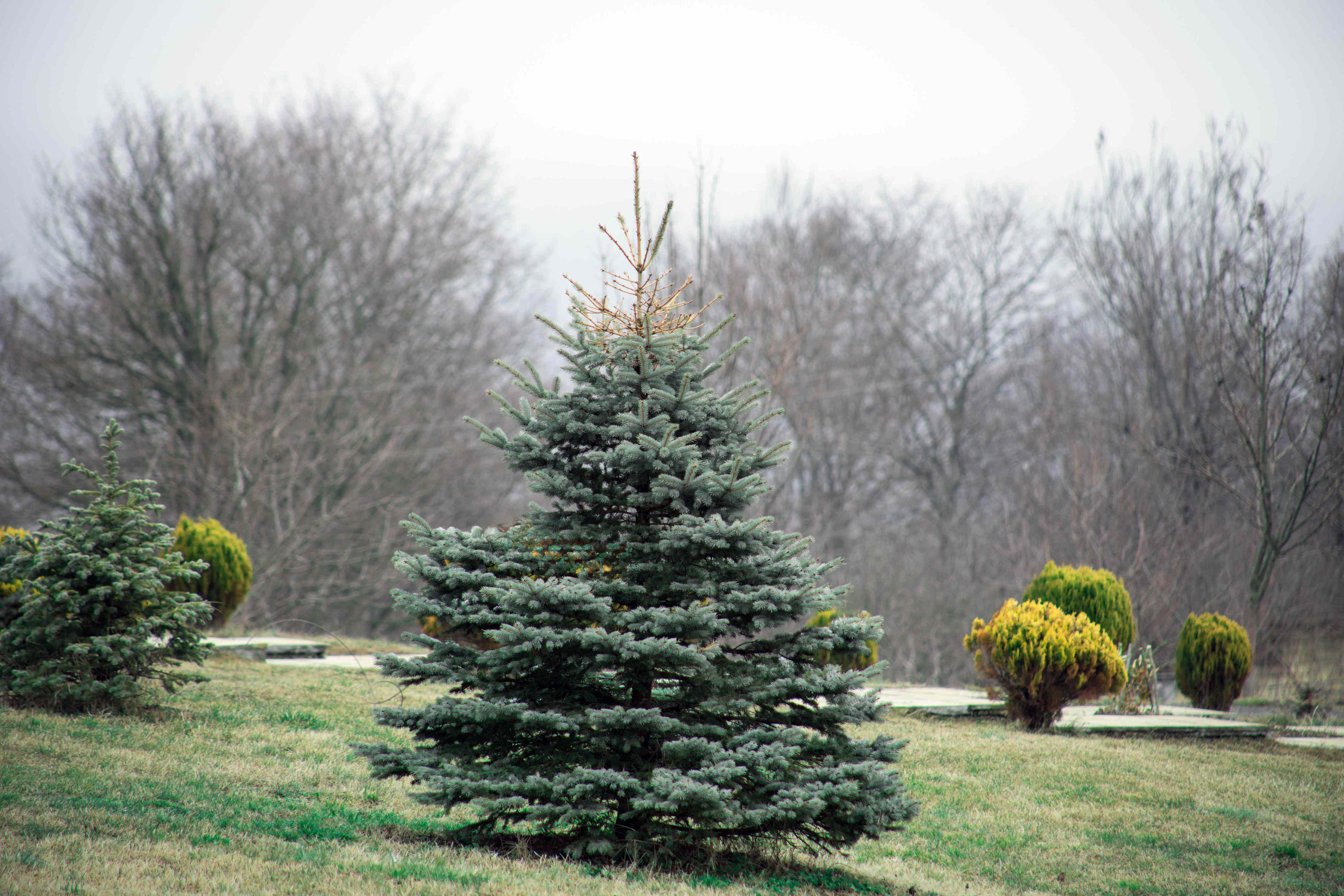 Can you really replant a Christmas tree? What experts want you to know