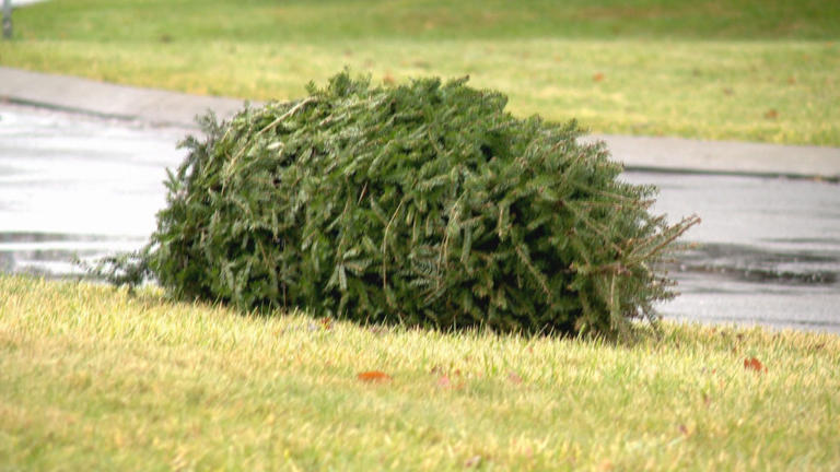 Baltimore County to start Christmas tree recycling on January 5, 2026