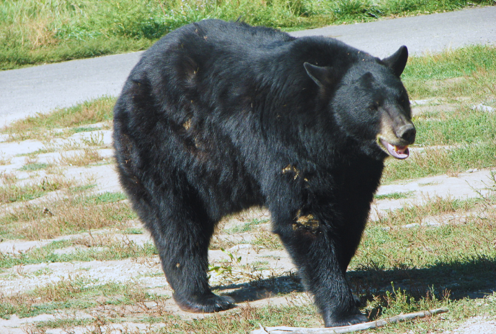 15 states you're most likely to see a black bear